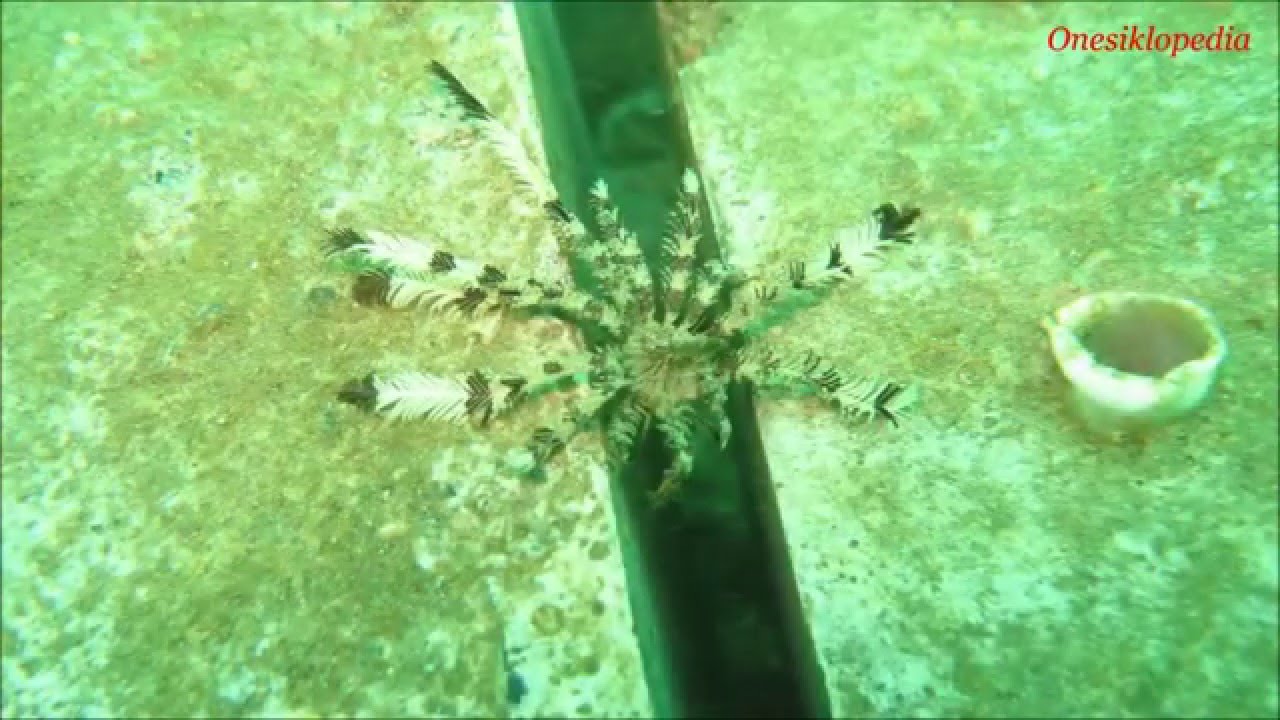 How to Crinoid Move (walking) - YouTube