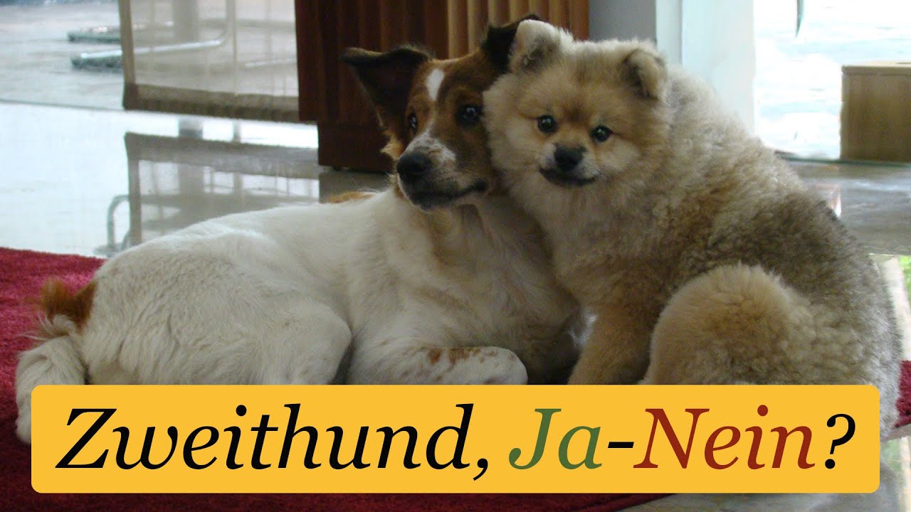 🐕🐶 Zweithund nehmen ja oder nein? Tipps dafür und dagegen.. - YouTube