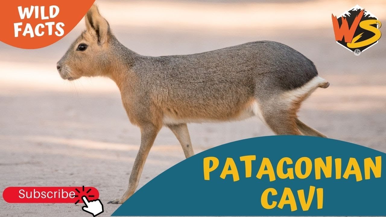 Meet the Patagonian Cavy! The Fourth Largest Rodent On Planet Earth ...