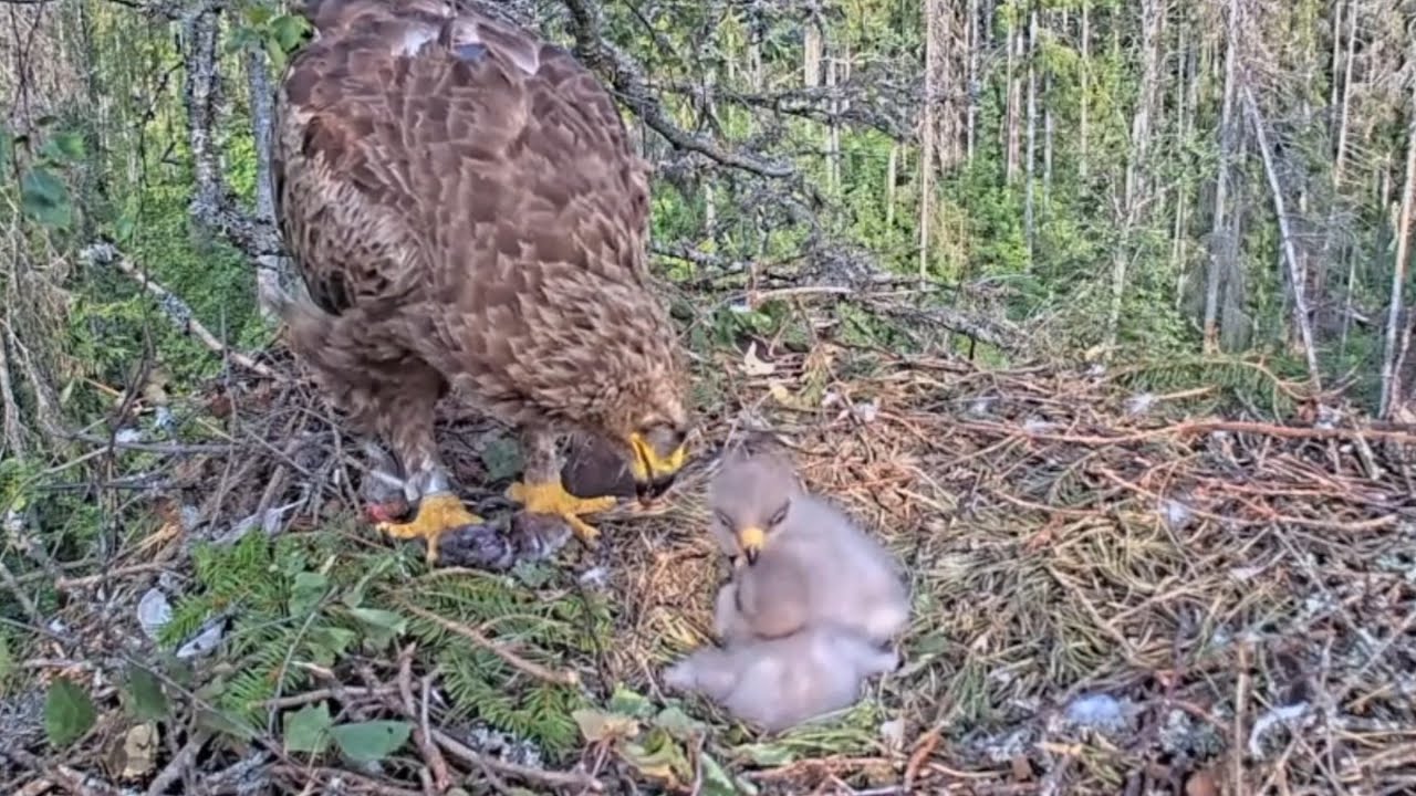 "Keep your head down" big chick warn | Clanga pomarina | Lesser Spotted ...