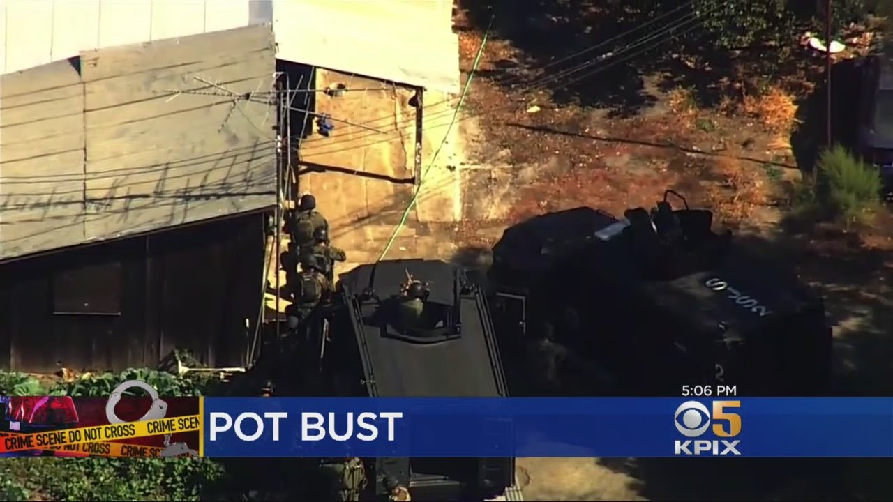 12 Detained, 21 Firearms Seized In Pot Farm Raid Near Morgan Hill - YouTube