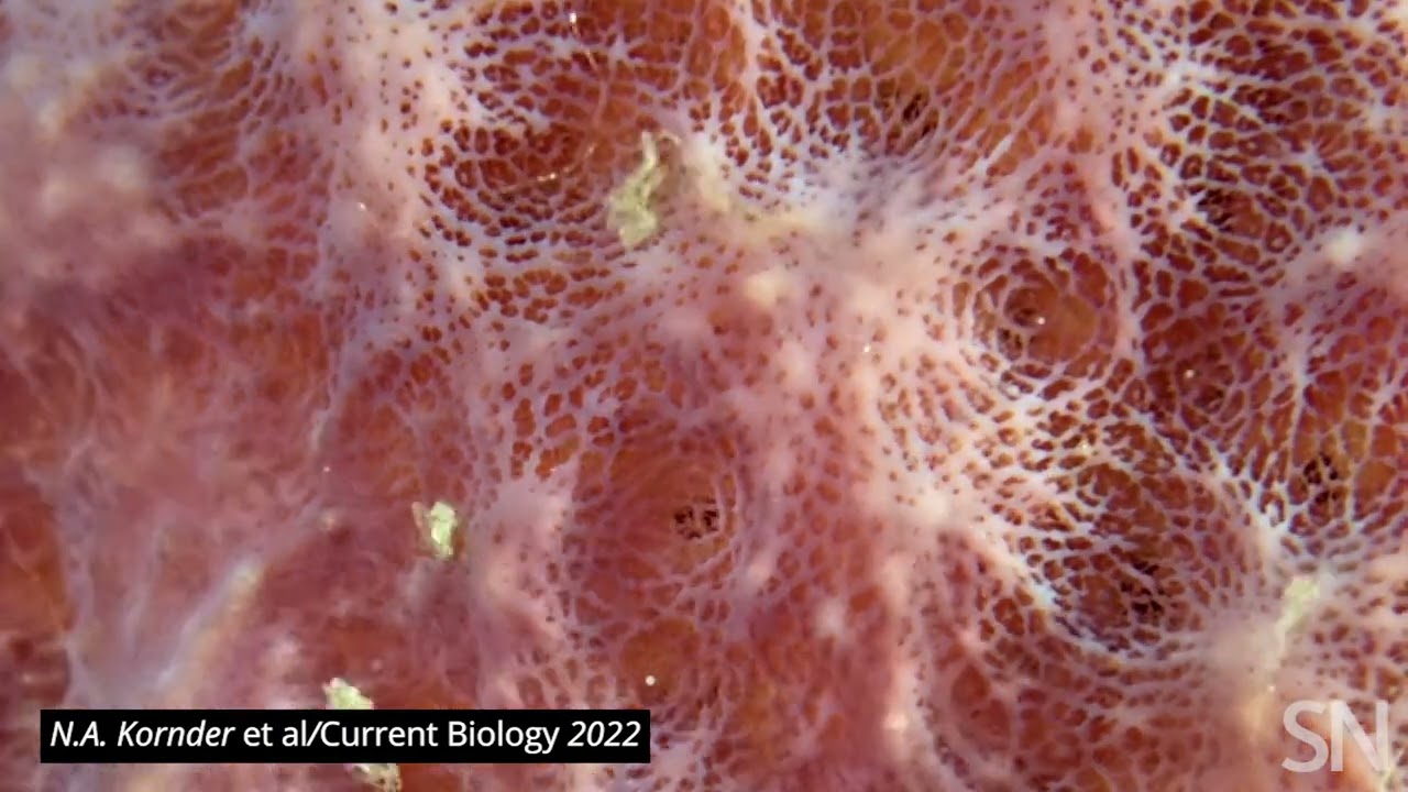 See how a sea sponge ‘sneezes’ to clear gunk from its pores | Science ...