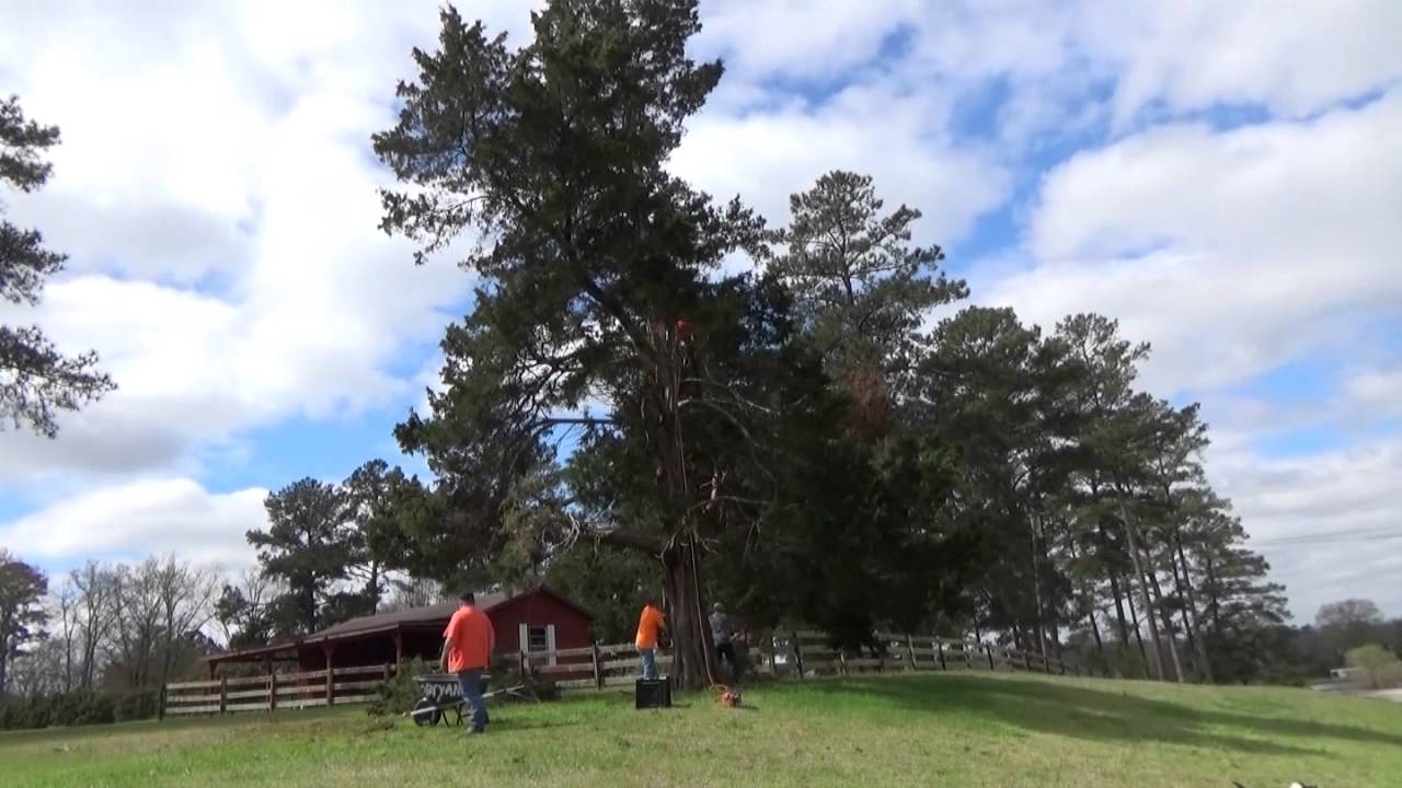 Trimming a cedar tree in fast forward ;) - YouTube