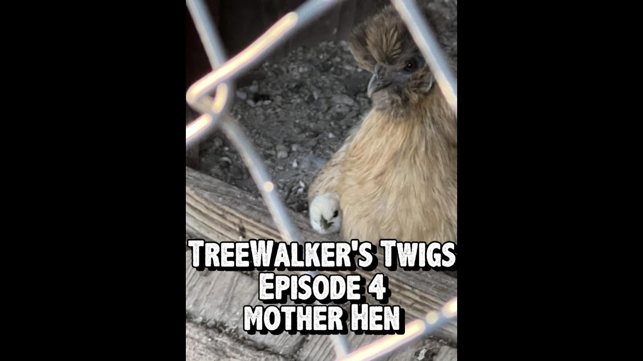 TreeWalker's Twigs Episode 4: Mother Hen - YouTube