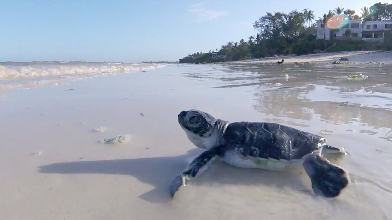 Amazing Journey Of Newborn Turtle - YouTube