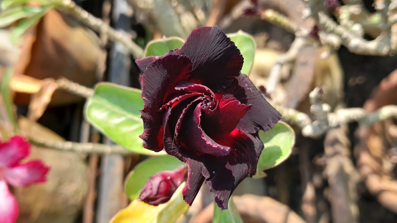 Dos and Don'ts with adenium in winter | winter care for adenium # ...