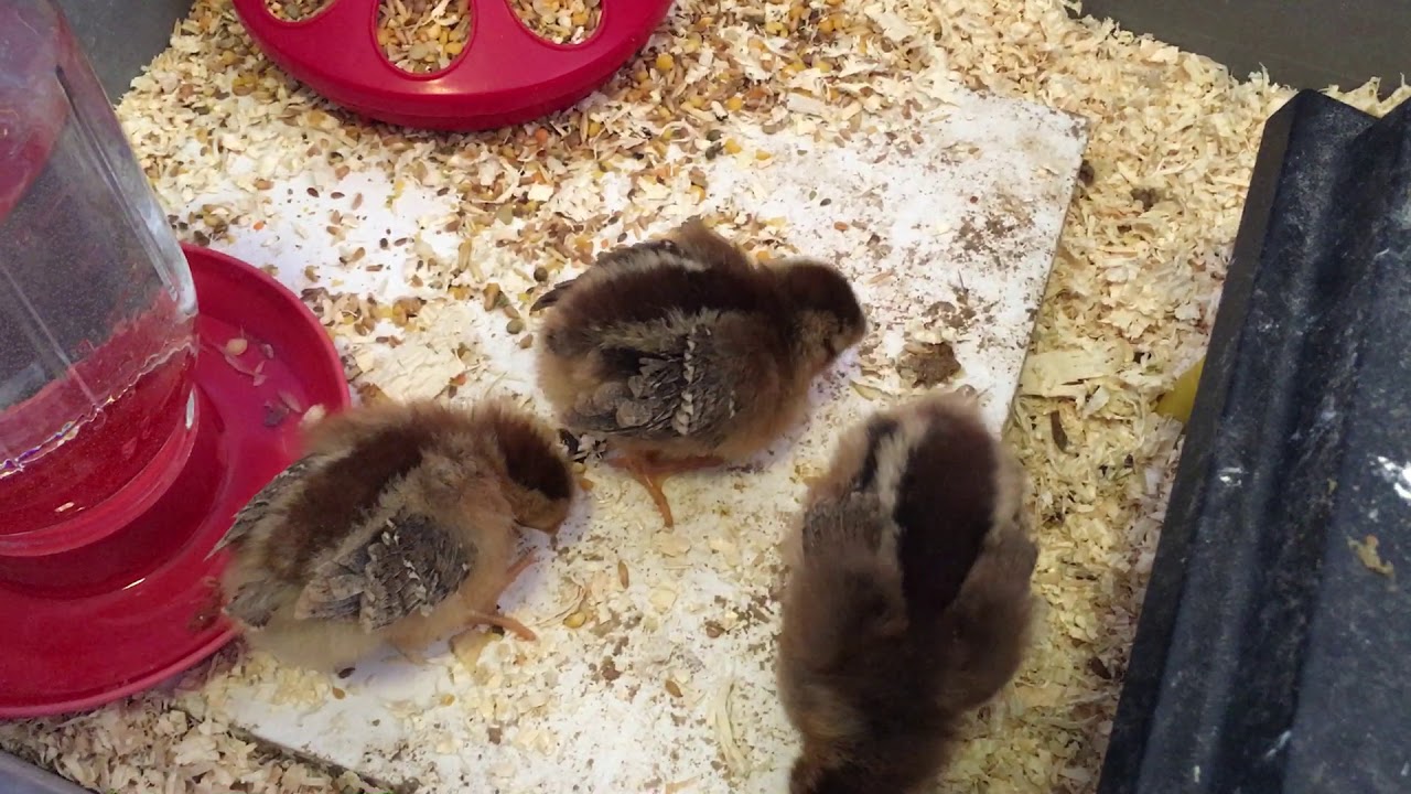 One Week Old Chicks - YouTube