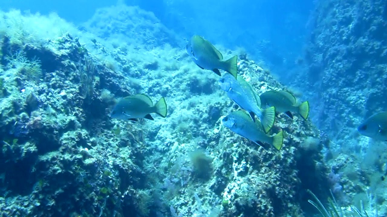 corvine in passeggiata due - YouTube