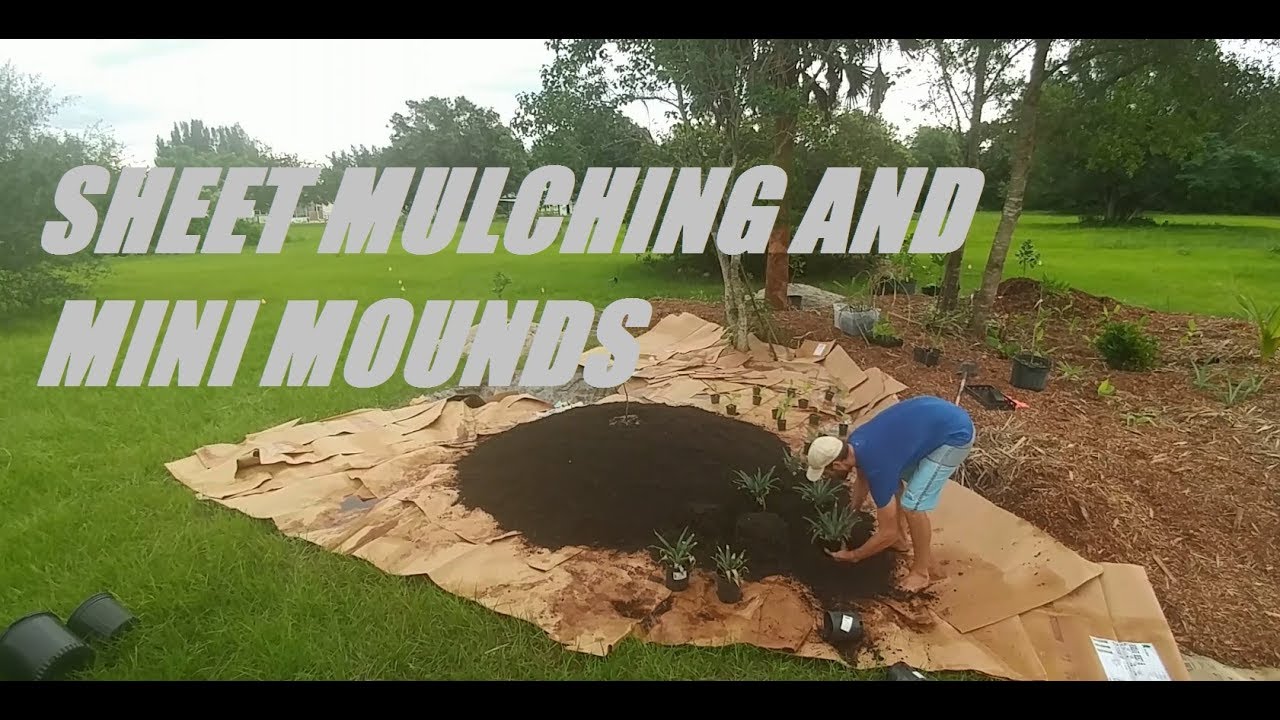 PLANTING RARE TURMERIC: Mini Mounds and Sheet Mulching - YouTube