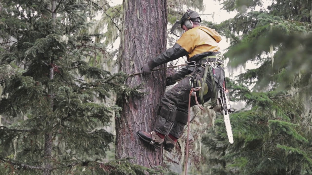 Danger trees removal, BC west coast - YouTube