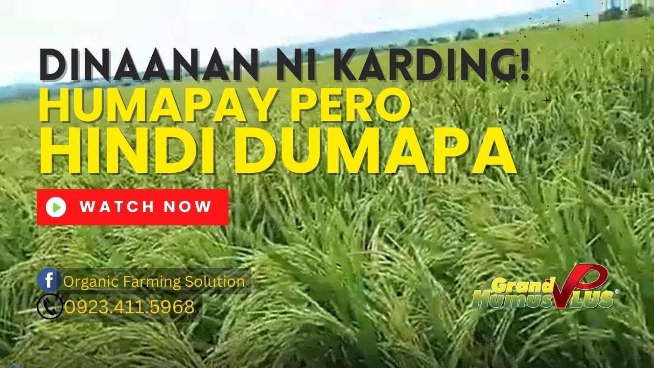 DINAANAN NG BAGYO PERO HINDI DUMAPA | Lakas ng Grand Humus Plus | 0923. ...
