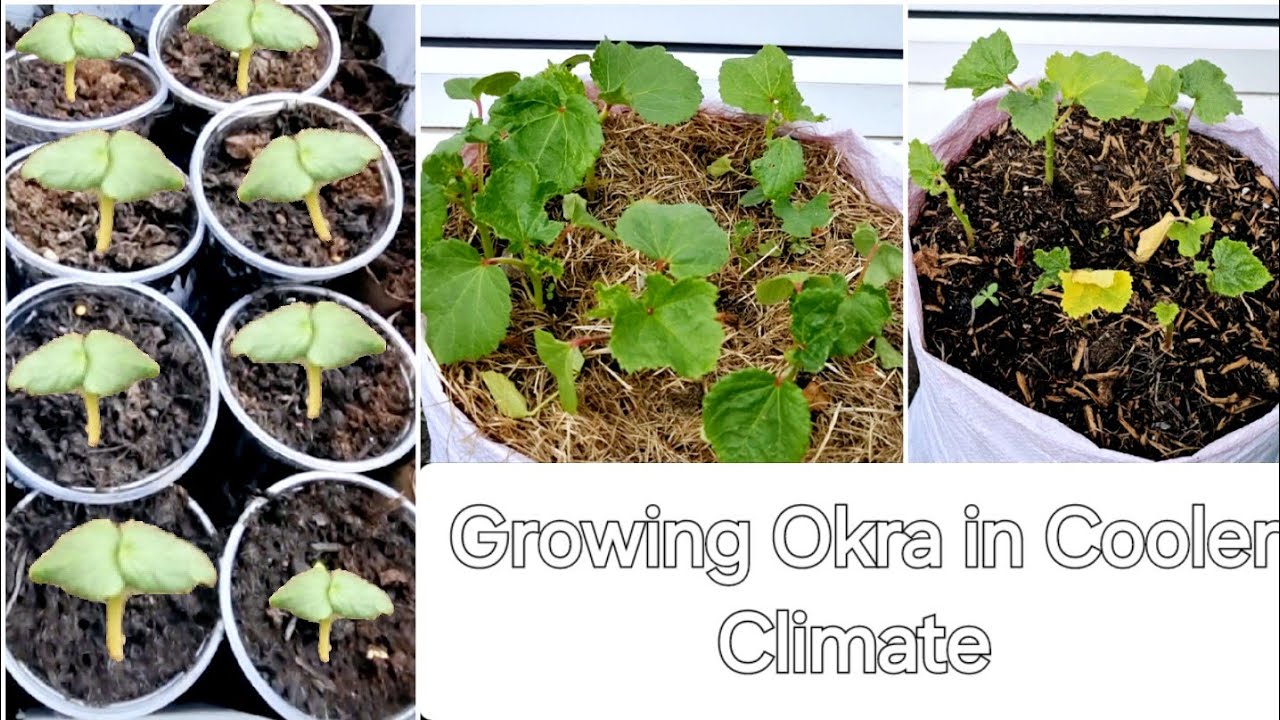 Gardening tips for growing okra in the UK, my okra didn't grow up ...