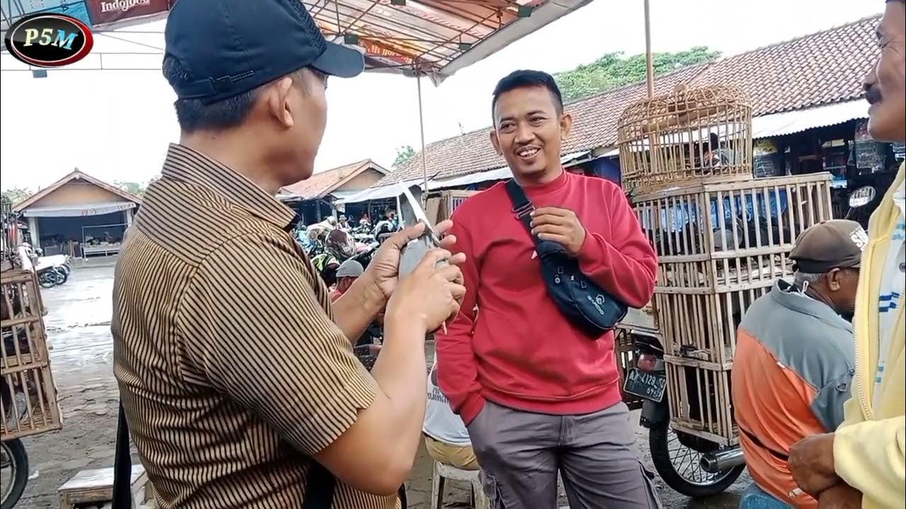 Beli Betina Geber Dipasar - YouTube