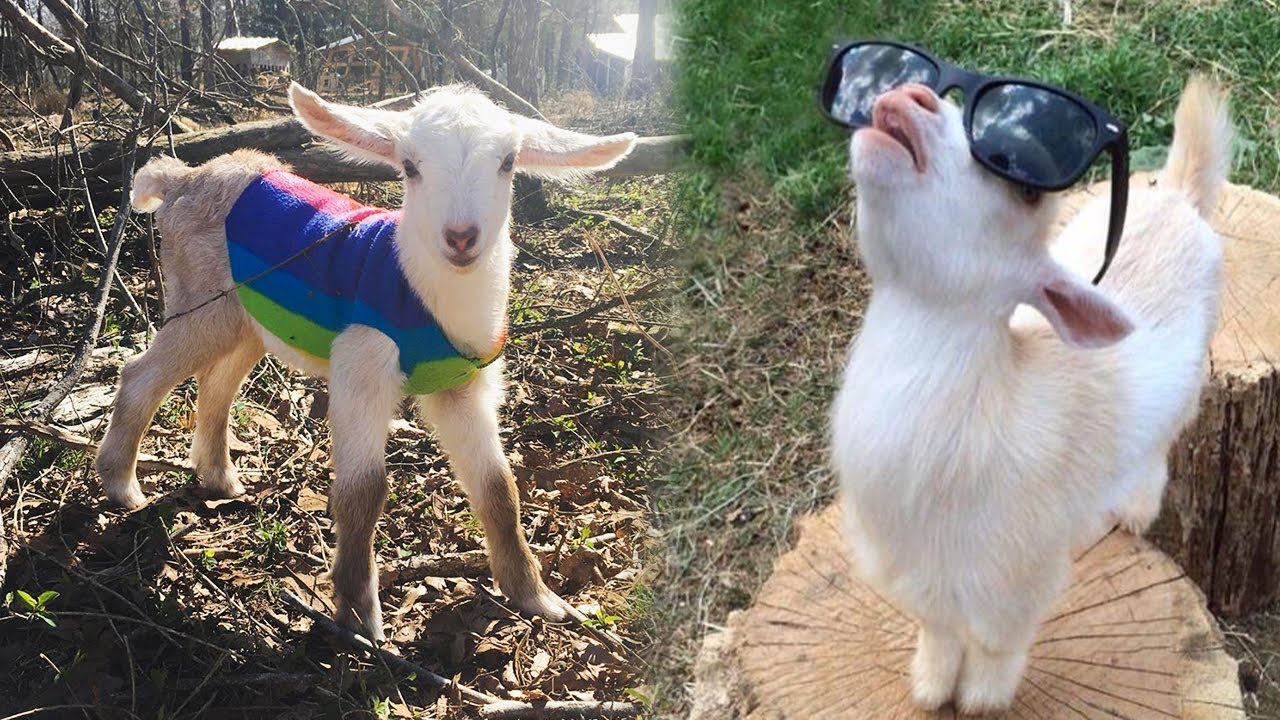 Funny Baby Goat Videos Compilation - YouTube