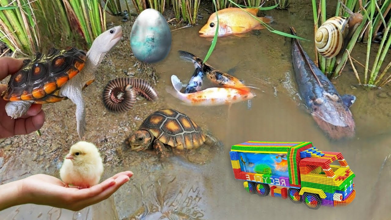 Mencari ikan lemon, platy, komet, ikan molly balon, ikan cupang warna ...