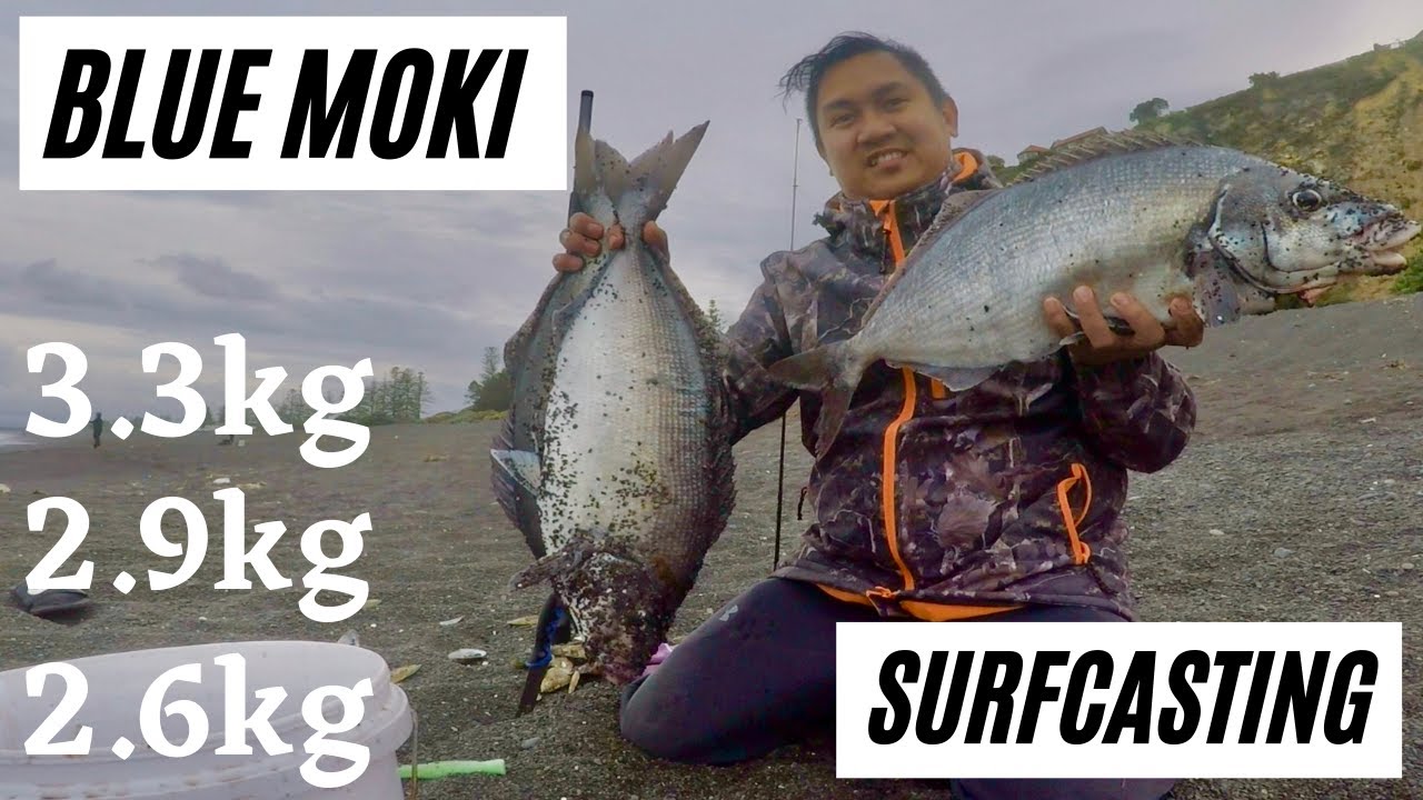 Blue Moki Fish || Surfcasting || Napier, New Zealand - YouTube