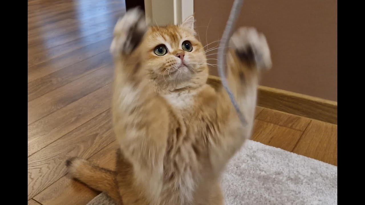 This is cat string theory :)) - YouTube
