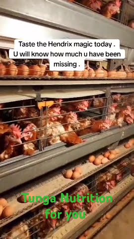 Hendrix feeds for your chicken 🐔 - YouTube