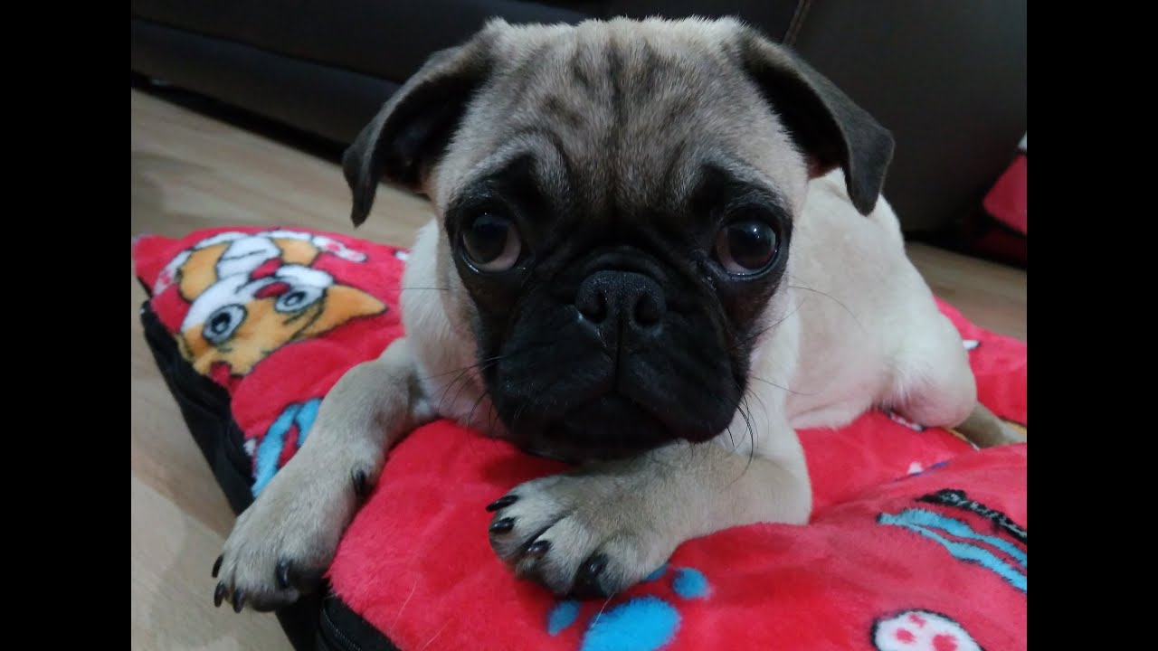 Choco the pug playing with her toy dog! #pets #pugobsession #dog - YouTube