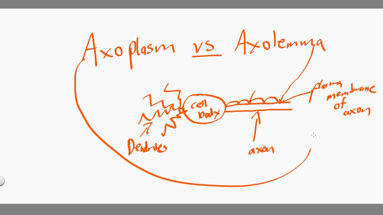 axoplasm vs axolemma - YouTube