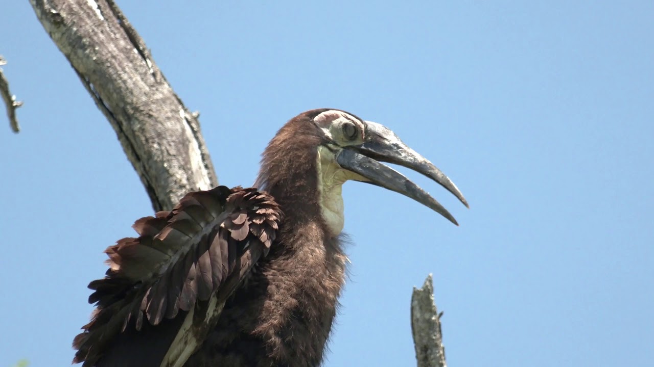 A bird with eyelashes! Young Ground Hornbill preening and looking ...
