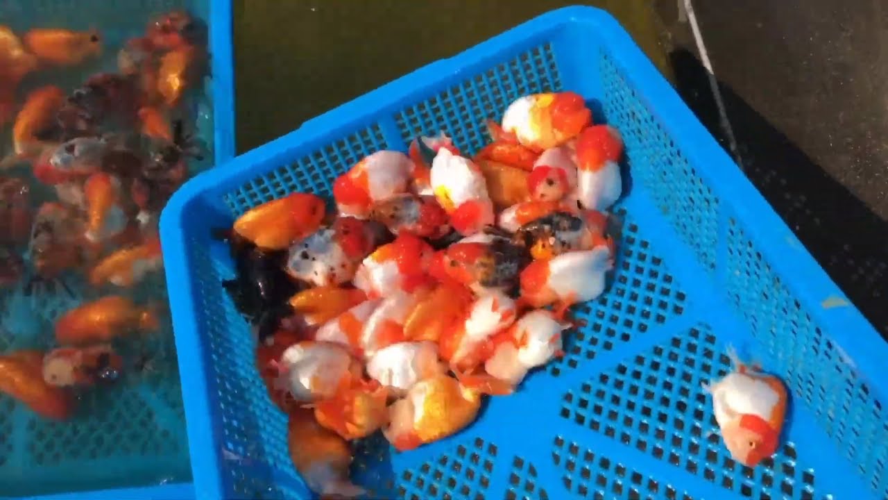 Goldfish farm in Taiwan - The best quality goldfish - YouTube