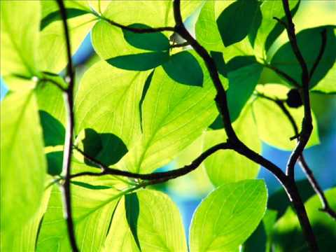 Sulage Pawena Situwily.......( Kamal & Nilmini ) - YouTube