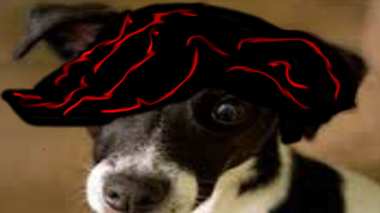 Emo's Emo Dog... - YouTube