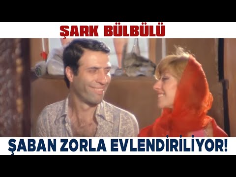 Şark Bülbülü Türk Filmi | Şaban, Zorla Evlendiriliyor! Kemal Sunal Filmleri