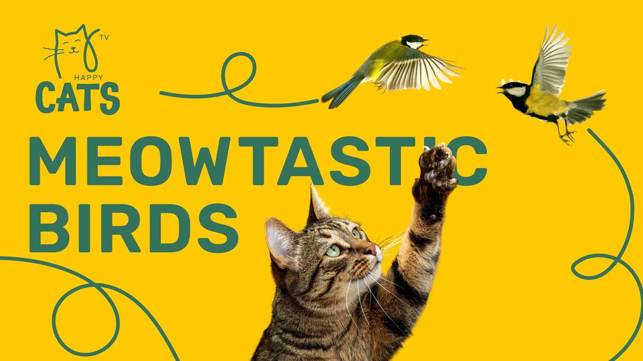 Exciting CAT TV: Keep Your Cat Busy and Happy - YouTube