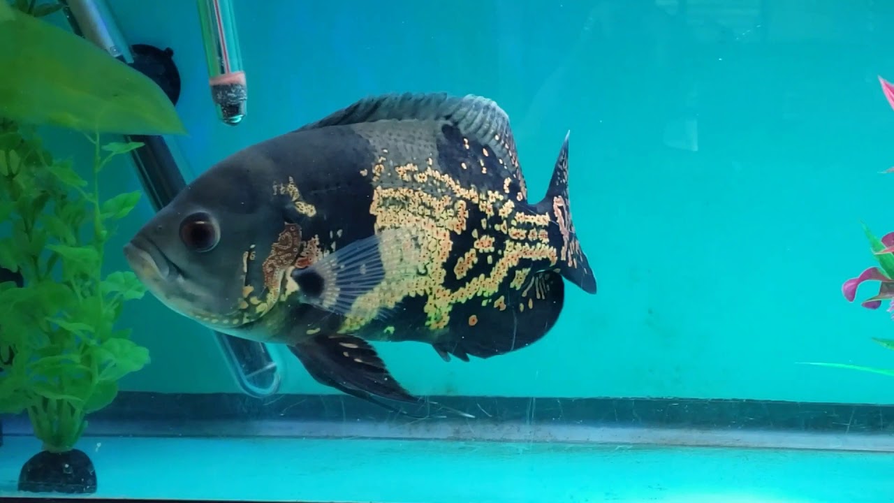 How to dirt a fish tank - YouTube