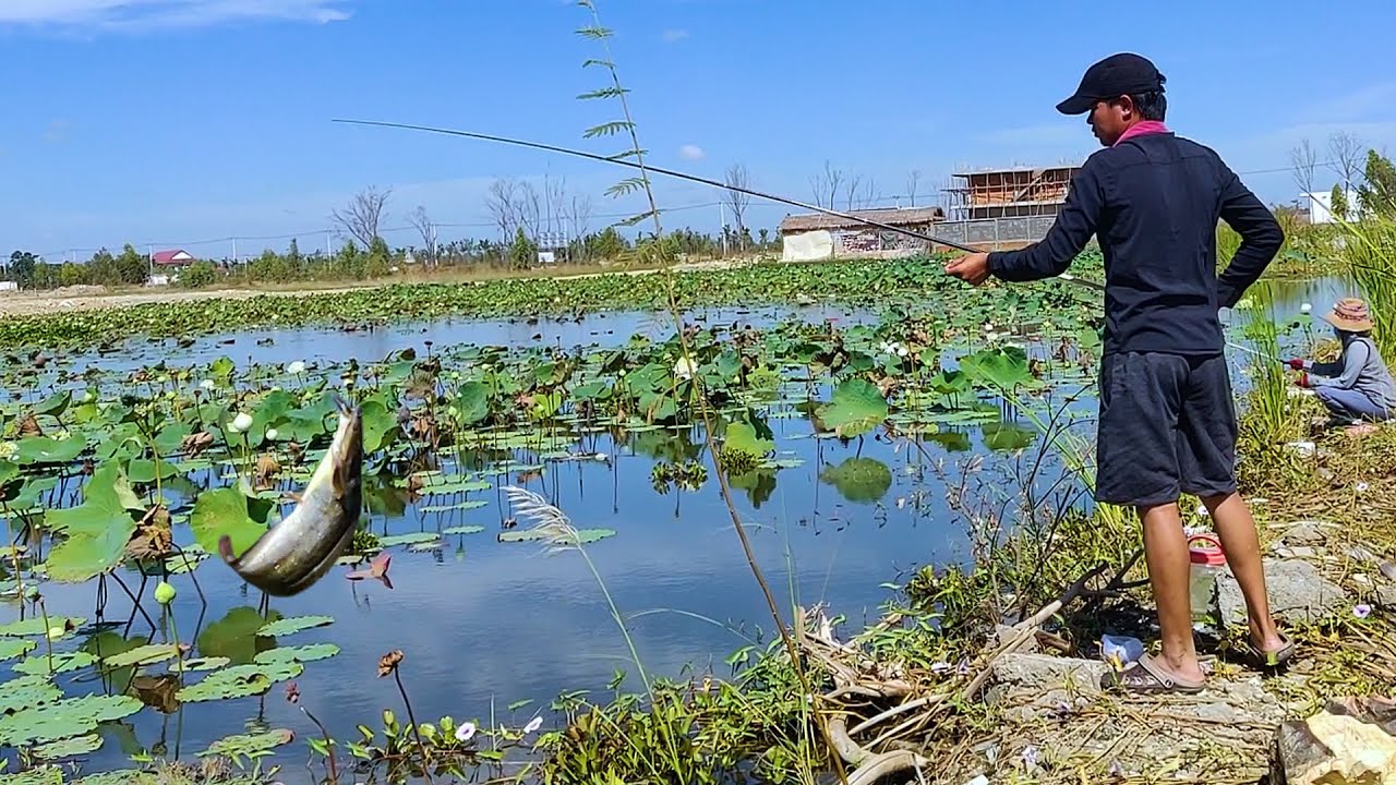 Real Life | Fishing a lot of fish using by shrimp | Cambodia Fishing ...