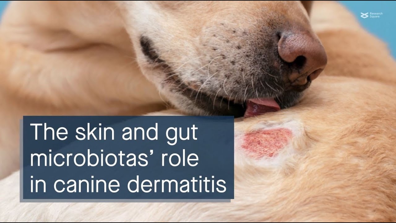 Investigating the role of the skin and gut microbiota in canine atopic ...