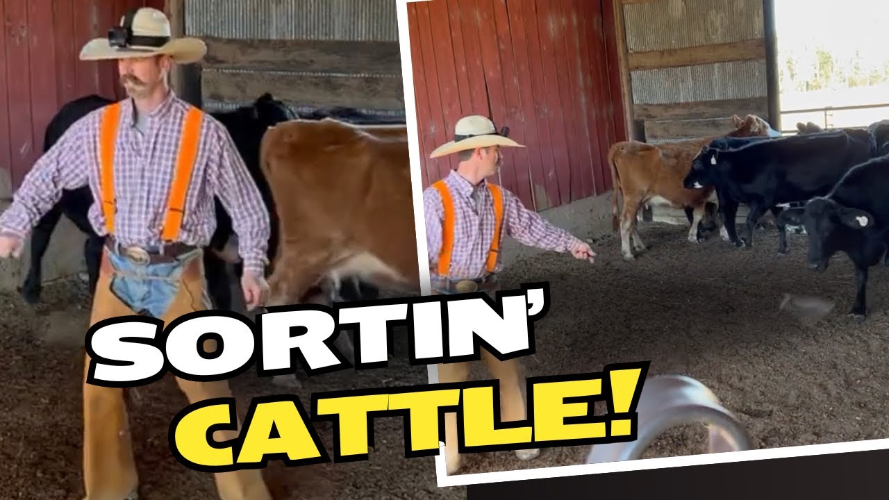 Sorting cattle - YouTube