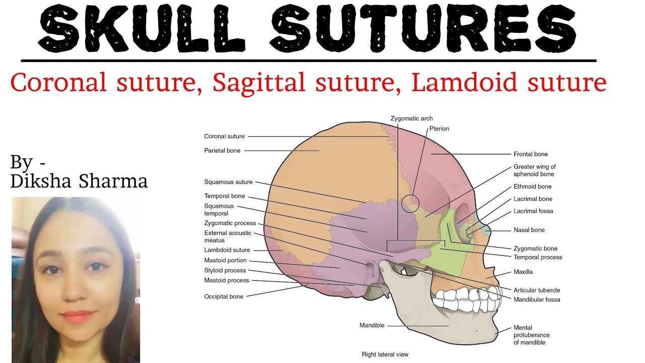 Skull Sutures Cranial Sutures Anatomy Explained In Hindi YouTube Skull Sutures Cranial Sutures Anatomy Explained In Hindi YouTube