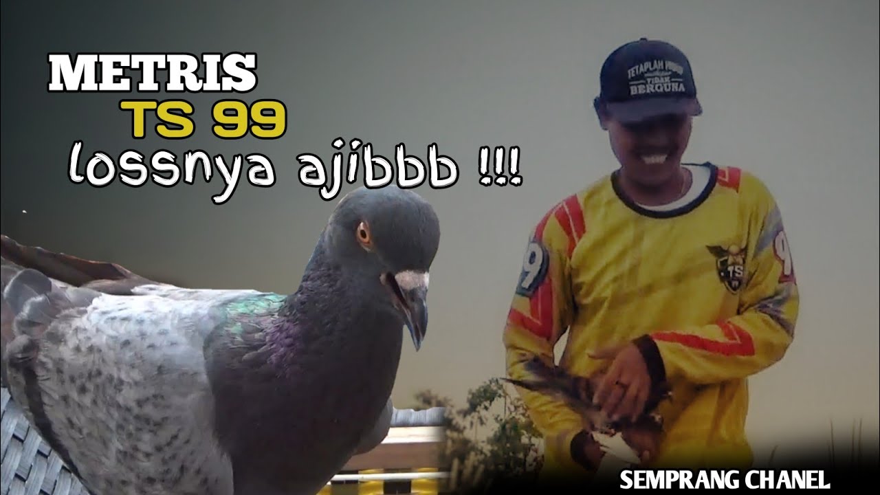 FINAL PERTARUNGAN MERPATI LOLOS ATAS TUSUK BAWAH LAPAK ALEXIS 99 ...