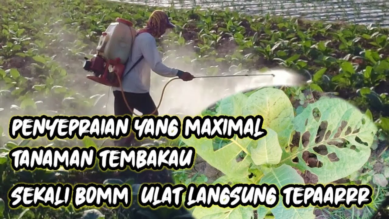 Pengendalian hama grayak/ulat pada tanaman tembakau.\\hasilnya ...