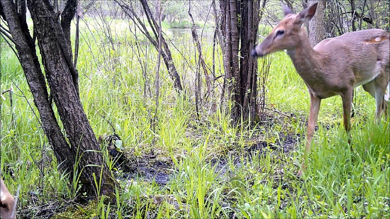 Southeast Wisconsin Wildlife 5/22/20 The Woods Is Alive. - YouTube