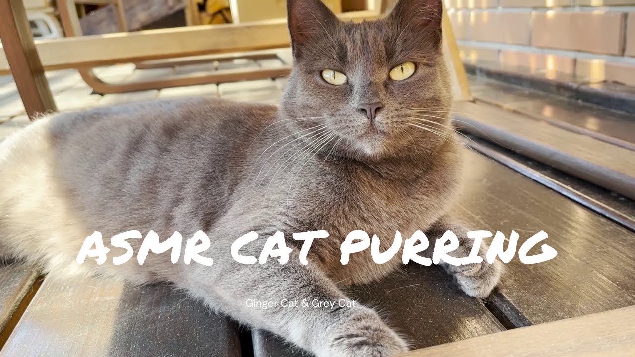 Purring Grey Cat ASMR #6 - YouTube