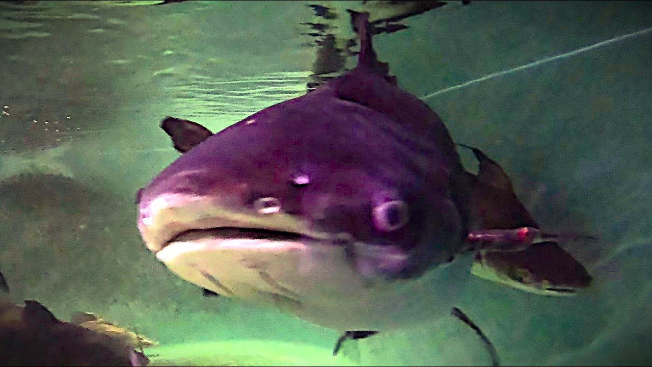 Our biggest fish by weight 11yo 4ft Paroon Shark Catfish. Paroon ...