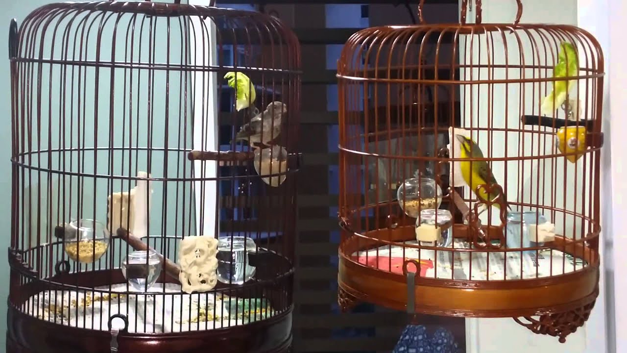 Grey Finch vs Green Singer ~ 灰燕与石燕(蓝头燕)斗唱~~☆ •°☆ - YouTube