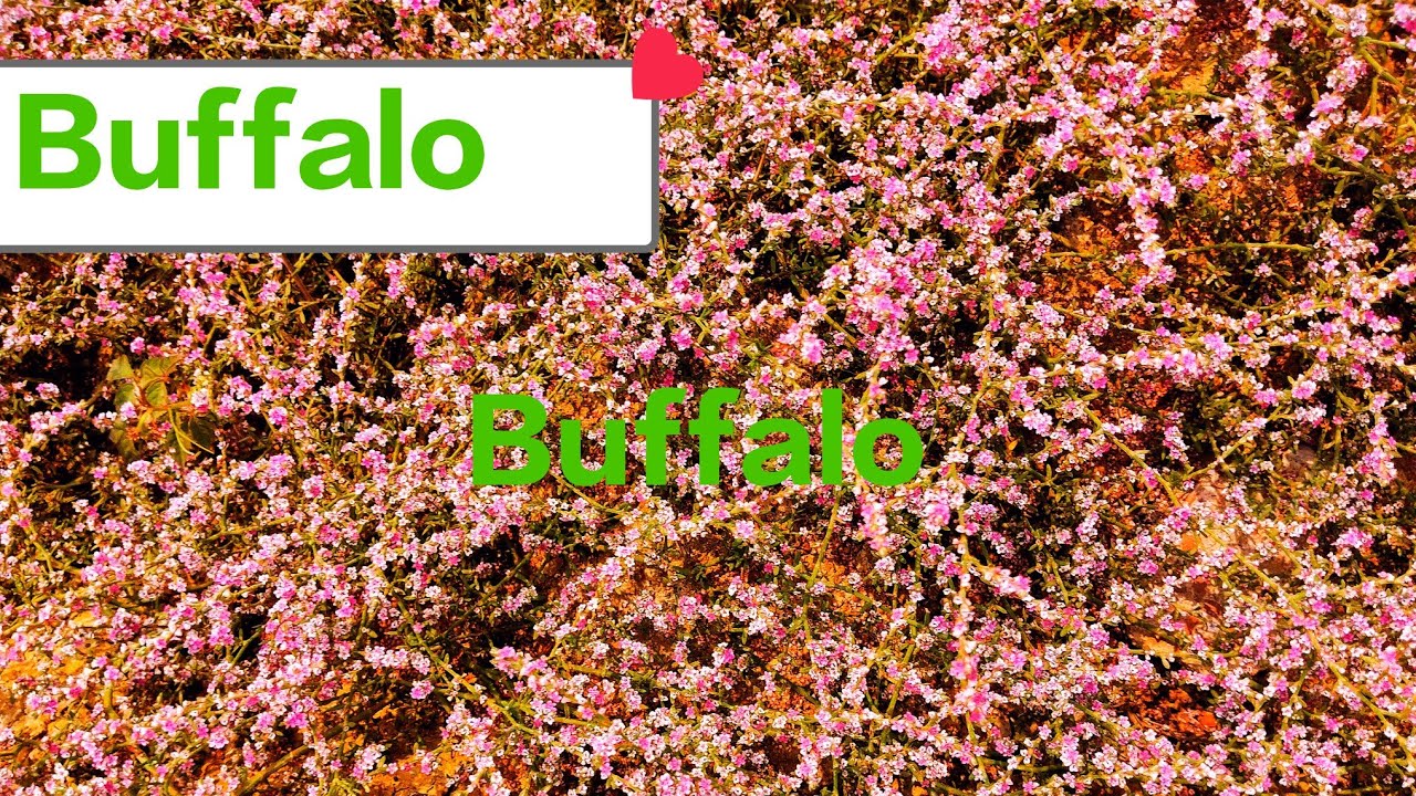 buffalo | flower | floriculture | ফুল চাষ | বাফোলো ফুল | বিদেশি ফুলের ...