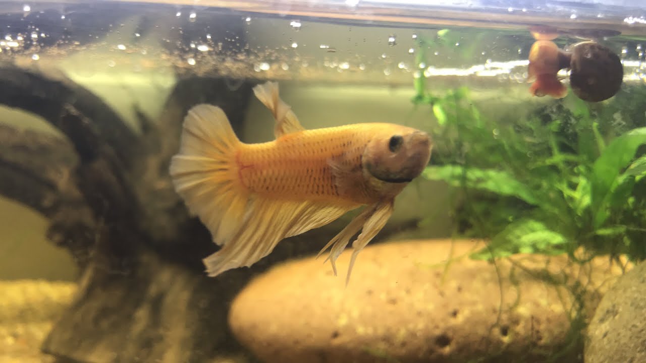 Confía en tus peces! Macho con crías de 15 días de nacidas TODOS JUNTOS ...