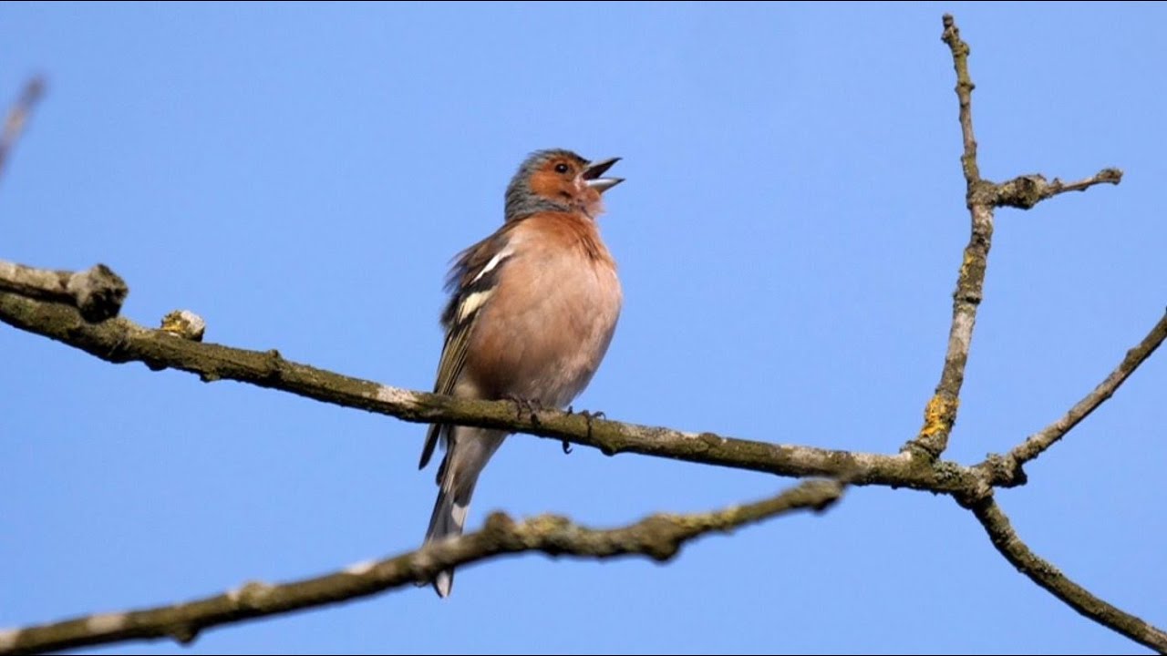 Chaffinch Singing - YouTube