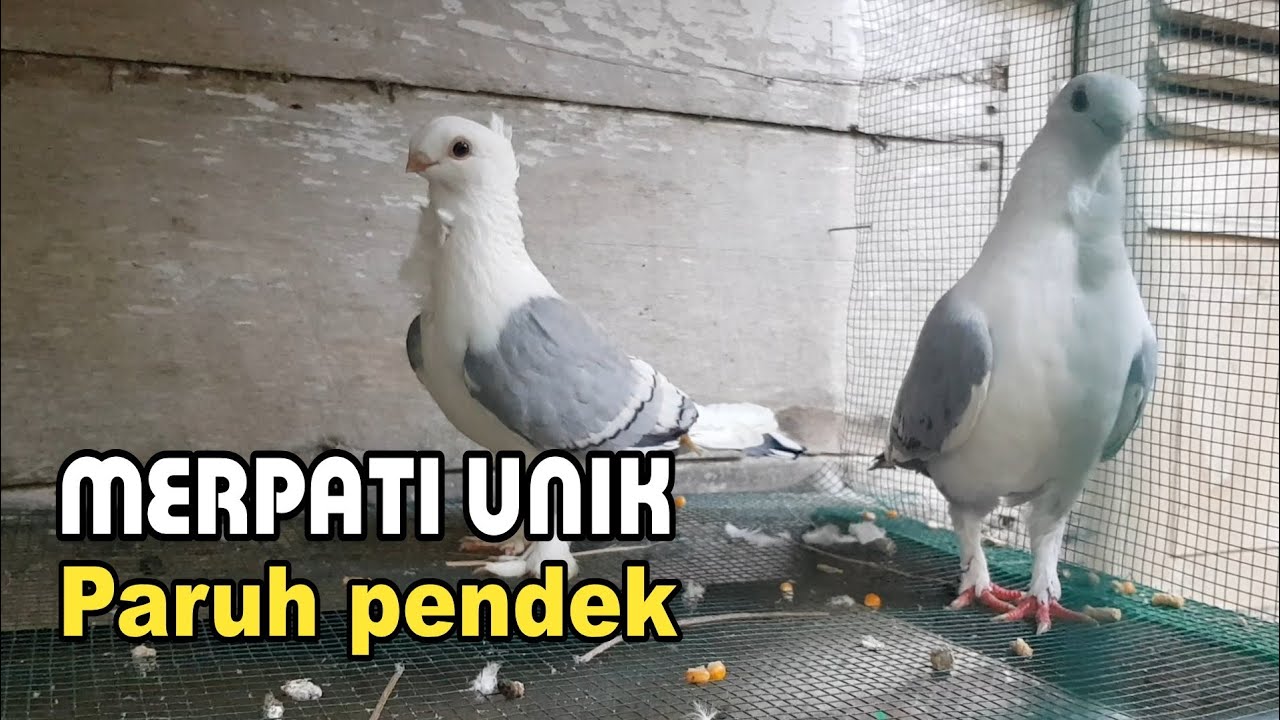 Merpatiku Merpati Hias Bluenet Merpati Unik - YouTube