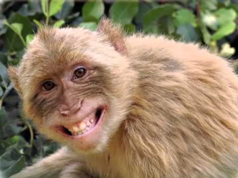 The Righteous Brothers - Koko Joe - YouTube