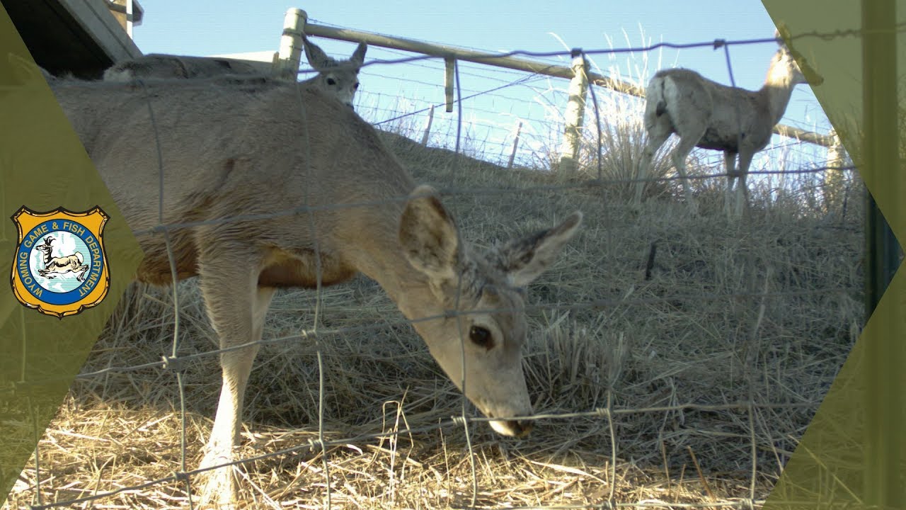 Existing Wildlife Underpasses on I-25 | Work in the Wild - Ep. 18 - YouTube