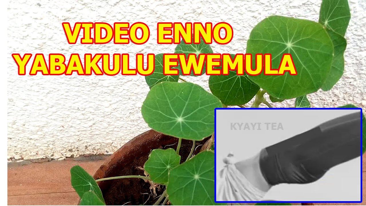 Omukyala Mukube Akachabali Anyumirwe Enkuba ya Kachabali - YouTube