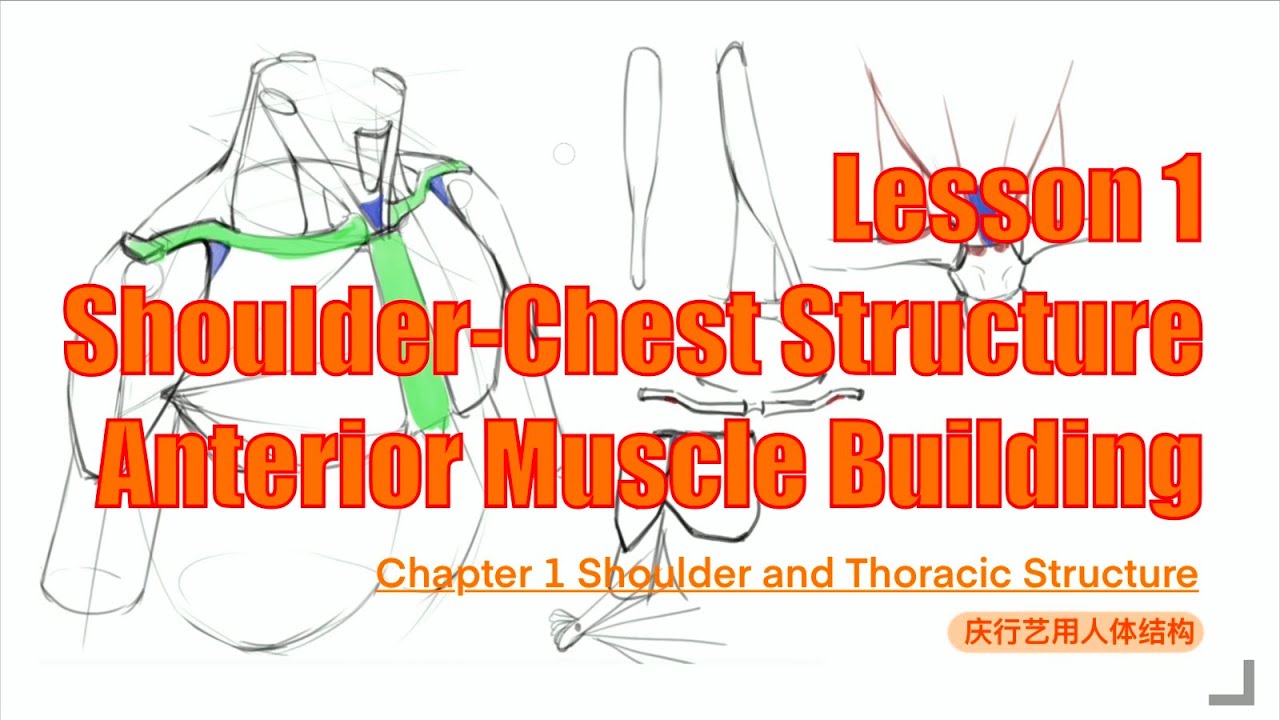 Lesson 1 Shoulder and Chest | Precisely Construct Upper Body Muscles ...