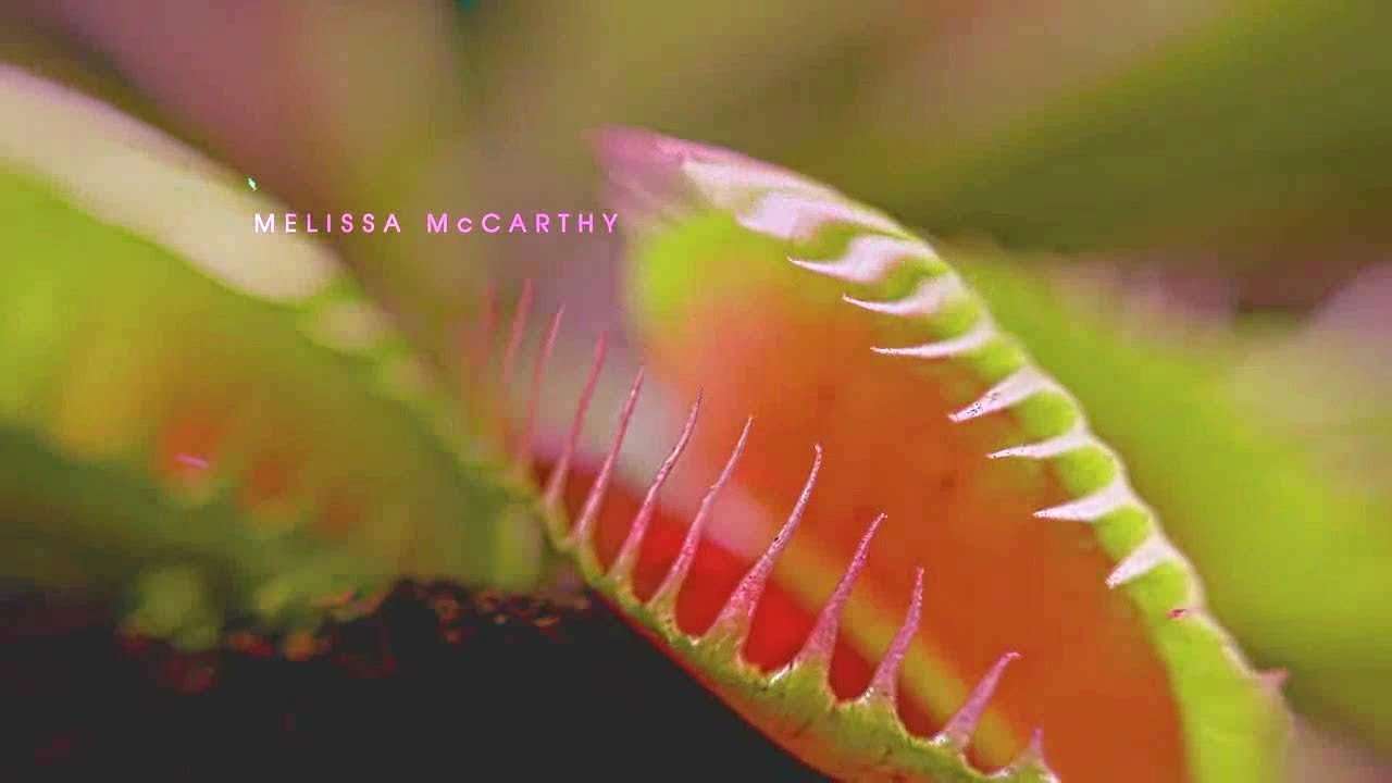 Nine Perfect Strangers 2021 Original Intro Song/Title Song/Main Track ...